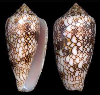 虎斑芋螺 - 搜狗百科