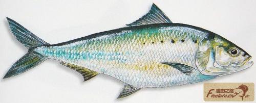 北极茴鱼 - 搜狗百科