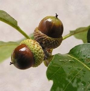 槲栎 - 搜狗百科