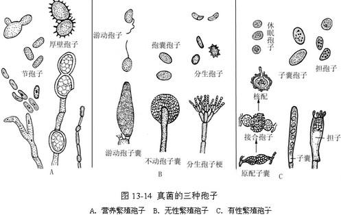 副球孢子菌病 - 搜狗百科