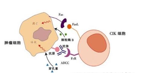 cik免疫细胞疗法 - 搜狗百科