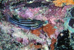 库氏天竺鲷 - 搜狗百科