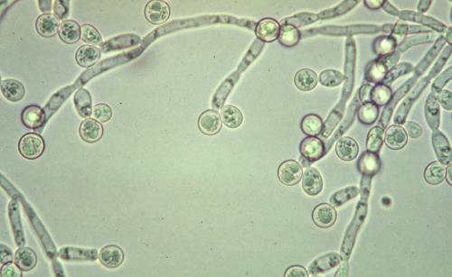 孢子（生物学名词） - 搜狗百科