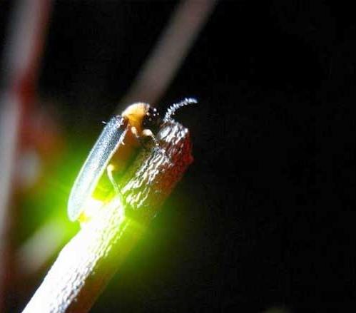 萤火虫图片_萤火虫图片真实照片 - 电影天堂