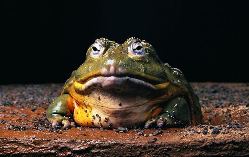 牛蛙（一种蛙科动物） - 搜狗百科