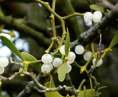 槲寄生 - 搜狗百科