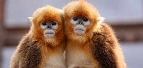 金丝猴（猴科仰鼻猴属动物） - 搜狗百科