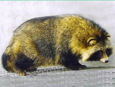 貉 - 搜狗百科