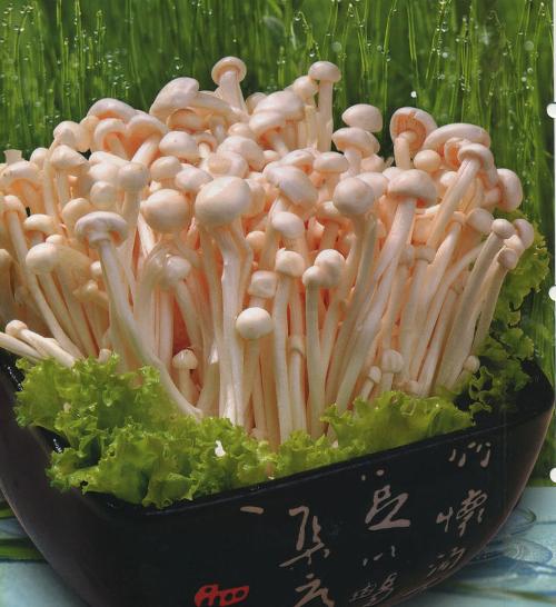 食用菌 - 搜狗百科