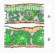 光合作用（反应） - 搜狗百科