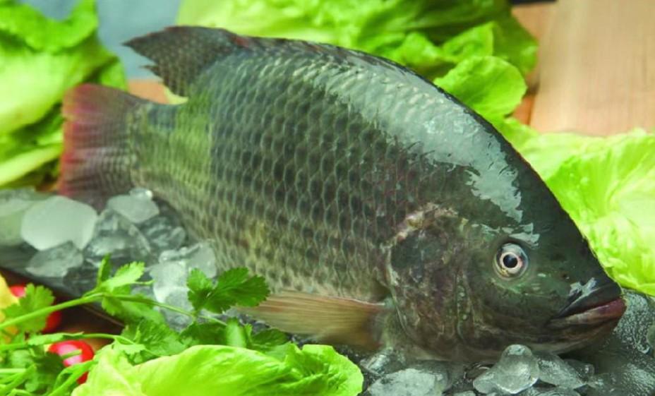 罗非鱼 - 搜狗百科