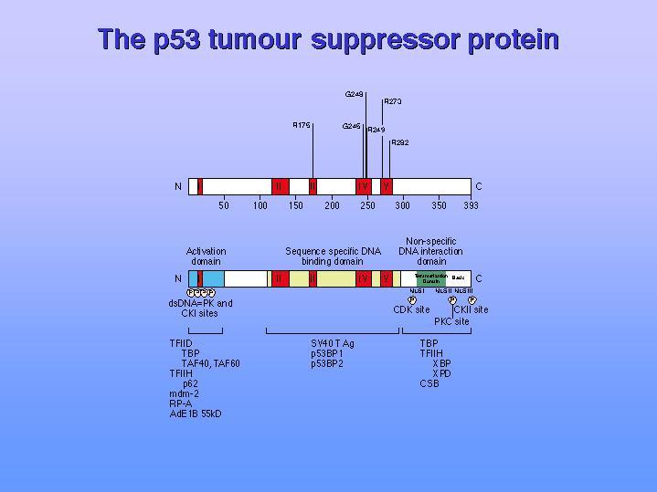 P53抗癌基因 - 搜狗百科