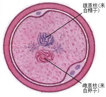 受精卵 - 搜狗百科