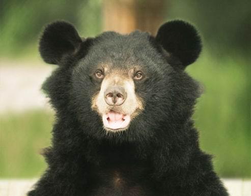黑熊(动物物种) - 搜狗百科