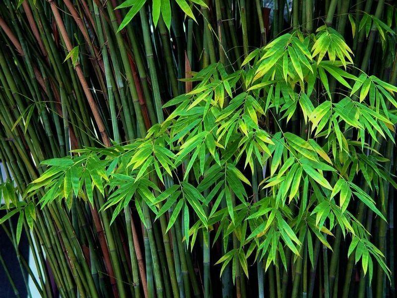 四君子 - 搜狗百科