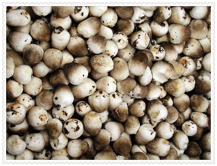 草菇 - 搜狗百科