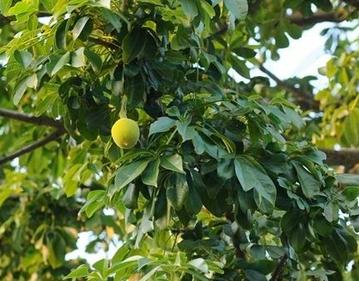 猴面包树 - 搜狗百科