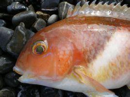 篮猪齿鱼 - 搜狗百科