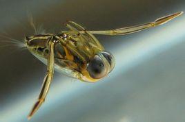 松藻虫 - 搜狗百科