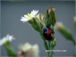 四星瓢虫 - 搜狗百科