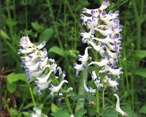 管状花亚科 - 搜狗百科