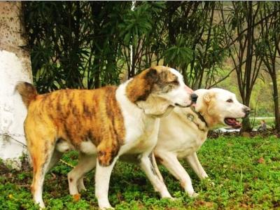 阿拉拜 - 搜狗百科