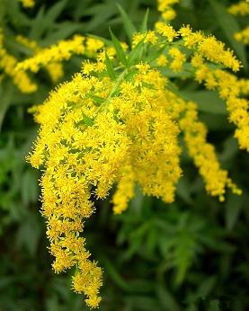 一枝黄花（菊科一支黄花属植物） - 搜狗百科