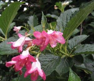 海仙花 - 搜狗百科