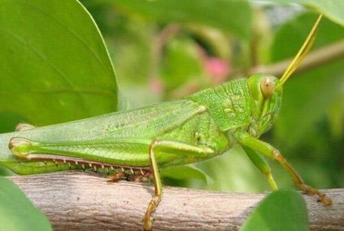 网翅蝗科_搜狗百科