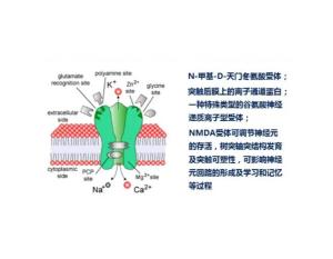 NMDA受体 - 搜狗百科