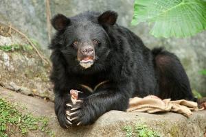 台湾黑熊 - 搜狗百科