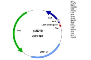 pUC19 - 搜狗百科