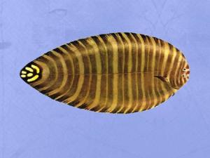 条鳎 - 搜狗百科