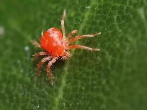 红蜘蛛 - 搜狗百科