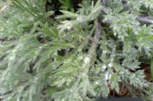 白蒿 - 搜狗百科