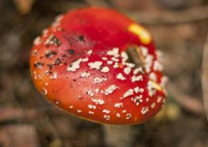 红蘑菇 - 搜狗百科