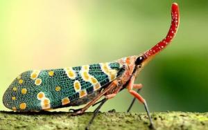 龙眼鸡 - 搜狗百科