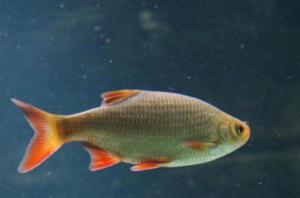 红眼鱼 - 搜狗百科