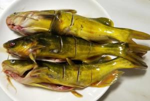 黄骨鱼 - 搜狗百科