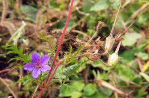 牻牛儿苗 - 搜狗百科