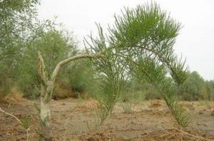 梭梭柴 - 搜狗百科