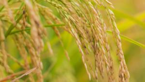 籼稻 - 搜狗百科