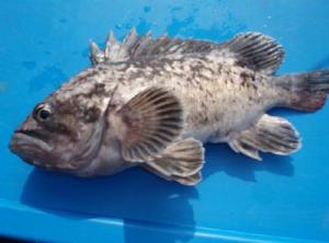 黑鲪鱼 - 搜狗百科