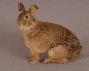 华南兔 - 搜狗百科