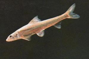 蛇鮈 - 搜狗百科