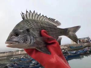 黑鮶鱼 - 搜狗百科