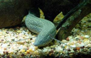 肺鱼 - 搜狗百科