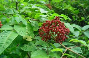 吴茱萸 - 搜狗百科