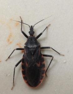 锥蝽 - 搜狗百科