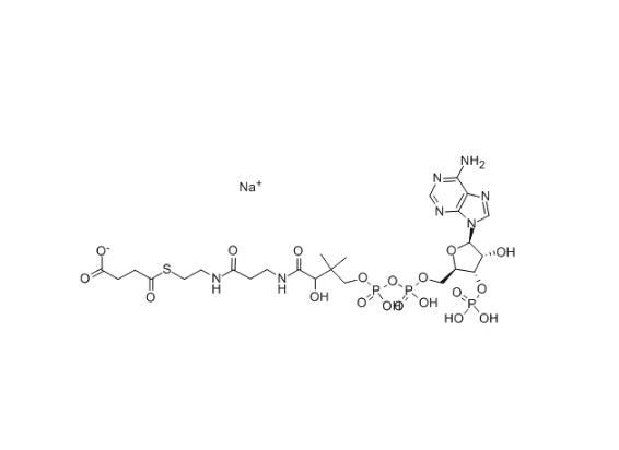 辅酶A_搜狗百科